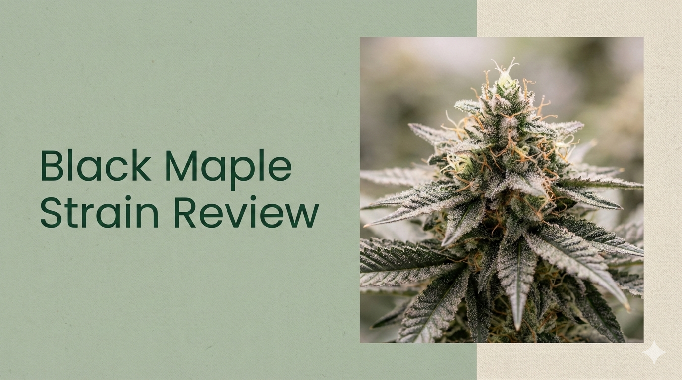 Cap Junky Strain Effects Info: Indica or Sativa [Experts Review]