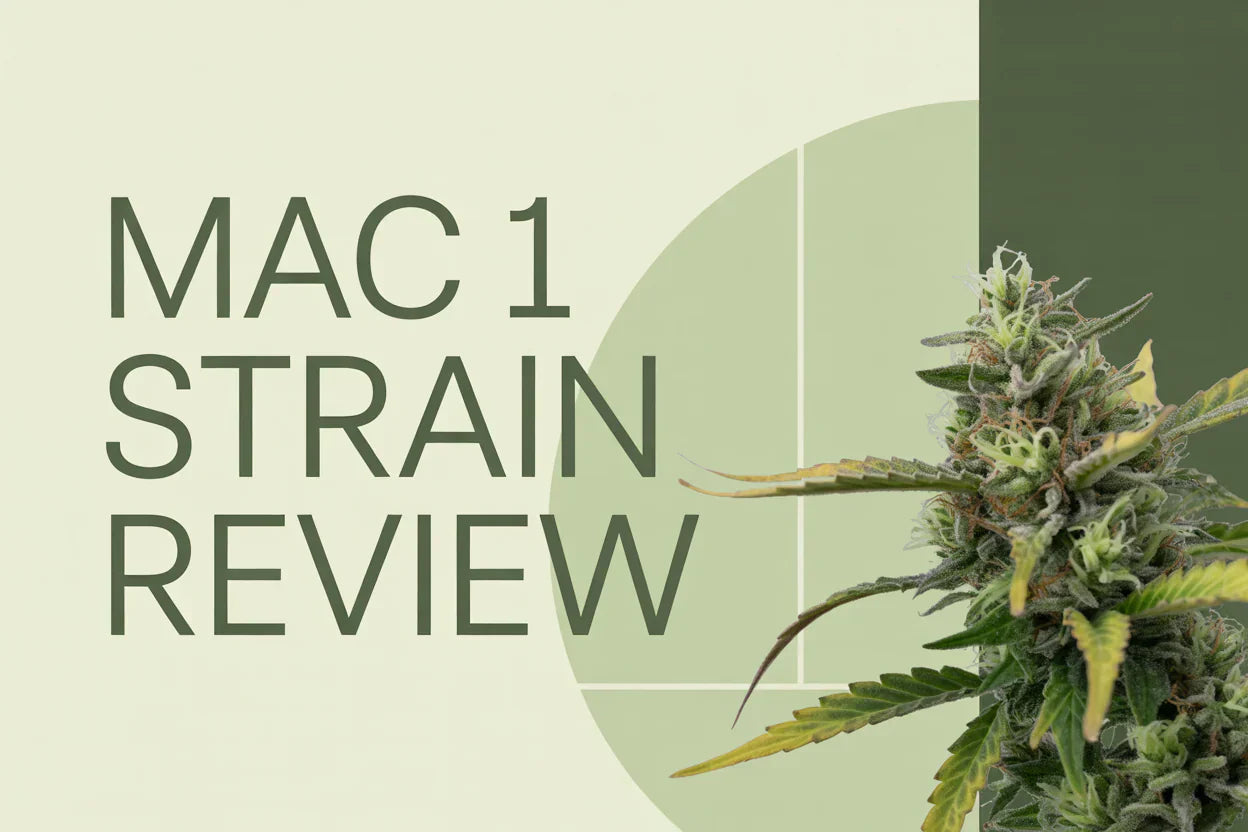 MAC 1 Strain Effects Info Review : Lineage, Taste And More