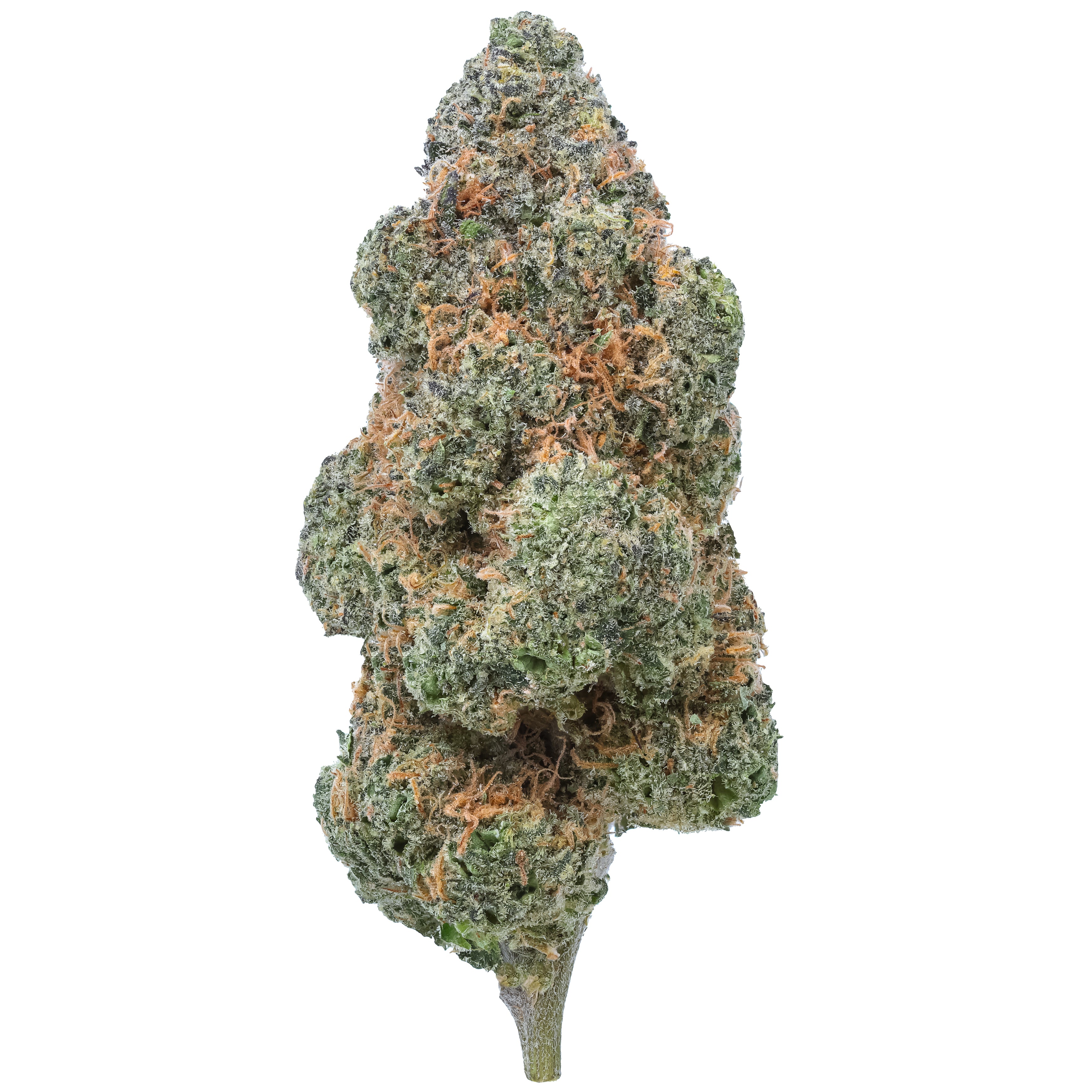 Shop Black Maple THCa Flower Strain Online in Charlotte NC | Hemp Hop