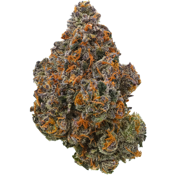 Black Maple Strain Effects Info Review Lineage Taste And More