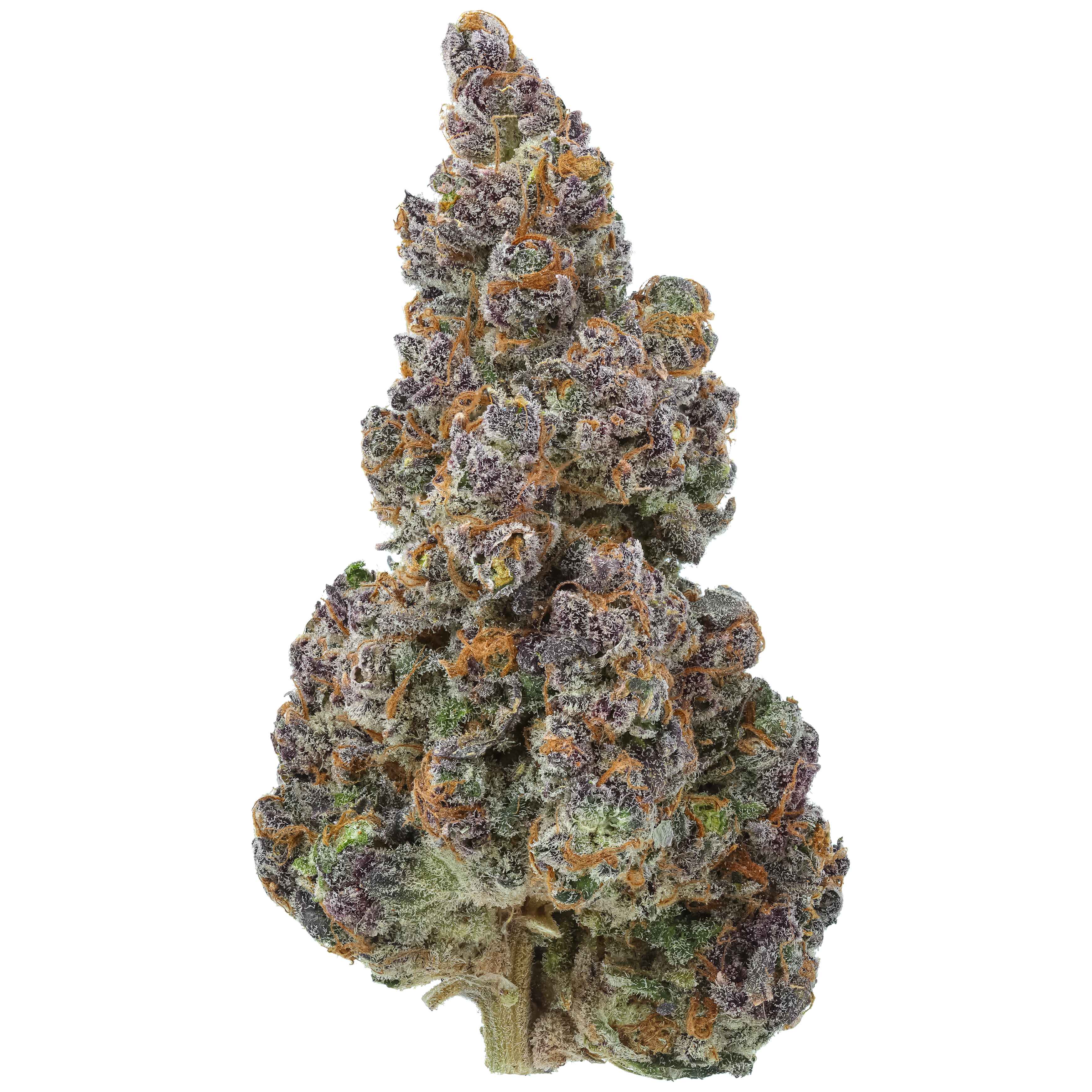Rose Killer Strain